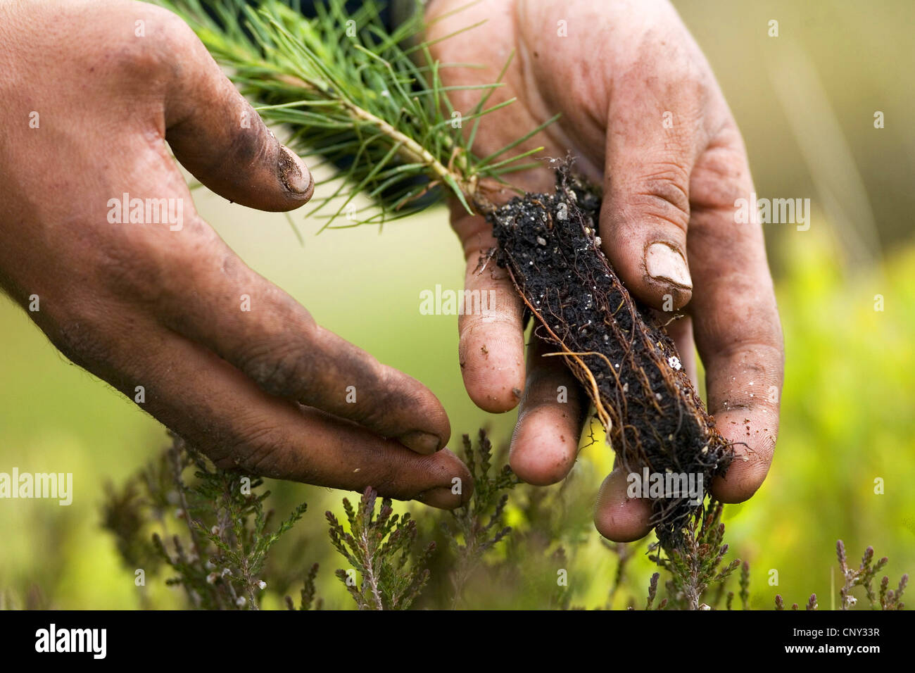 Scotch pine, scots pine (Pinus sylvestris), tree planter handling scots ...
