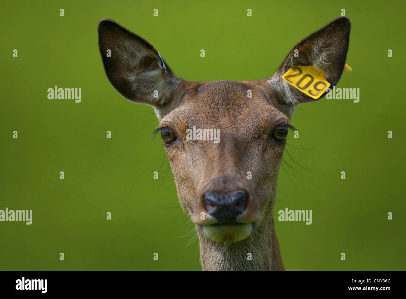 Hind on deer farm with hi-res stock photography and images - Alamy