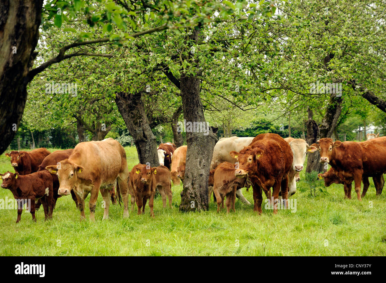 Cattle fruit hi-res stock photography and images - Alamy