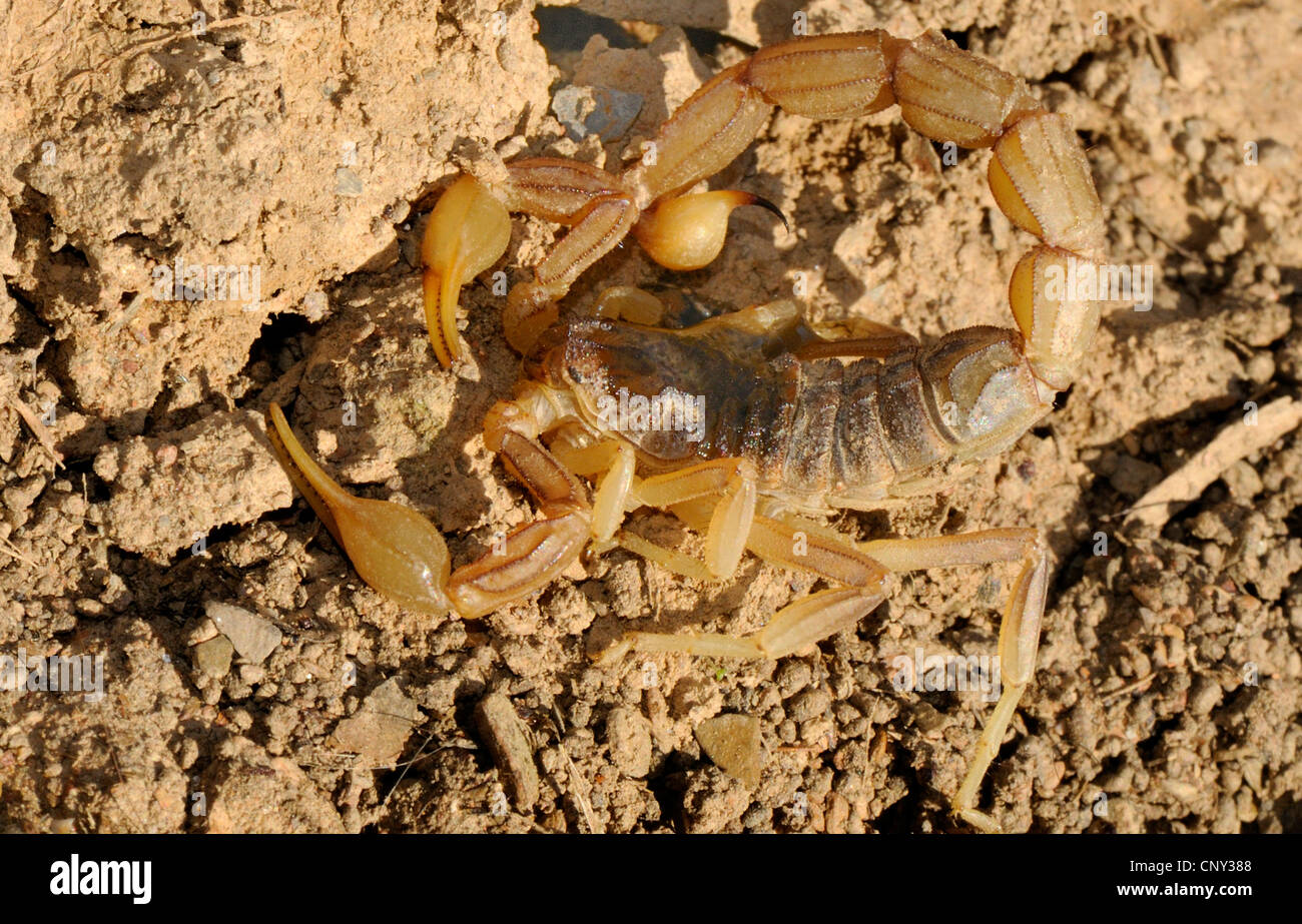 threatening scorpion, Spain, Extremadura Stock Photo - Alamy