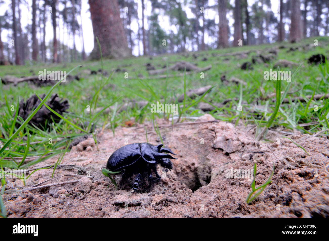 Minotaur beetle typhoeus typhoeus hi-res stock photography and images ...