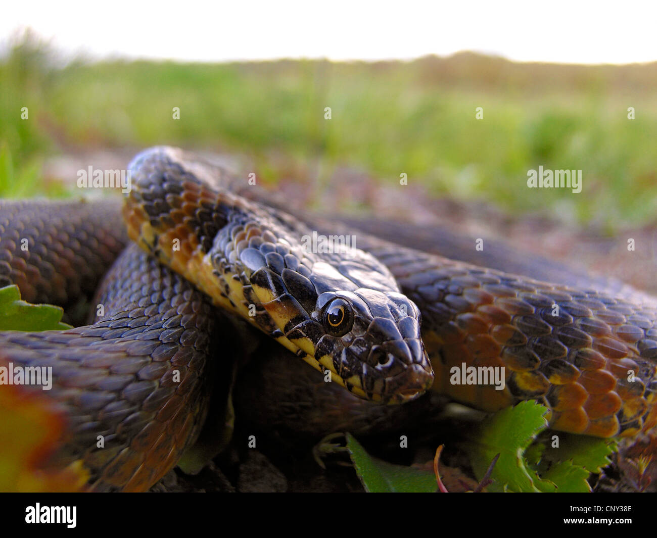 viperine snake, viperine grass snake (Natrix maura), portrait, Spain ...