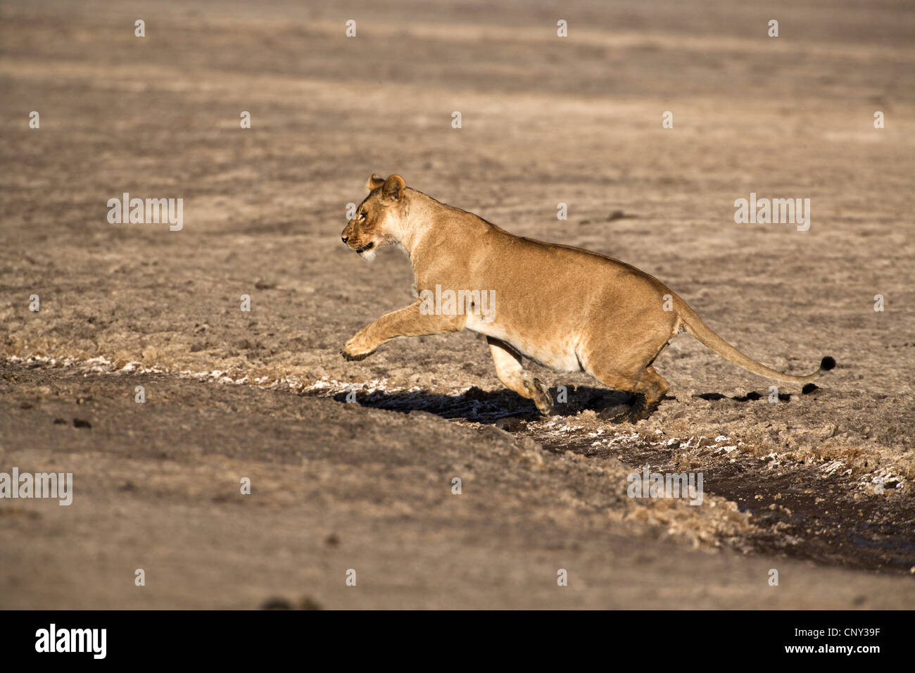 Jumping Of The Lion High Resolution Stock Photography and Images - Alamy
