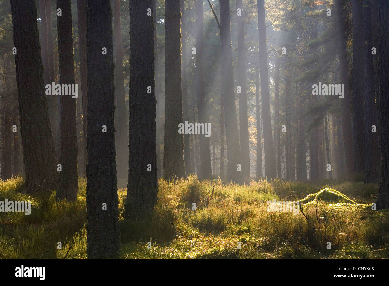 Pine Duff High Resolution Stock Photography and Images - Alamy
