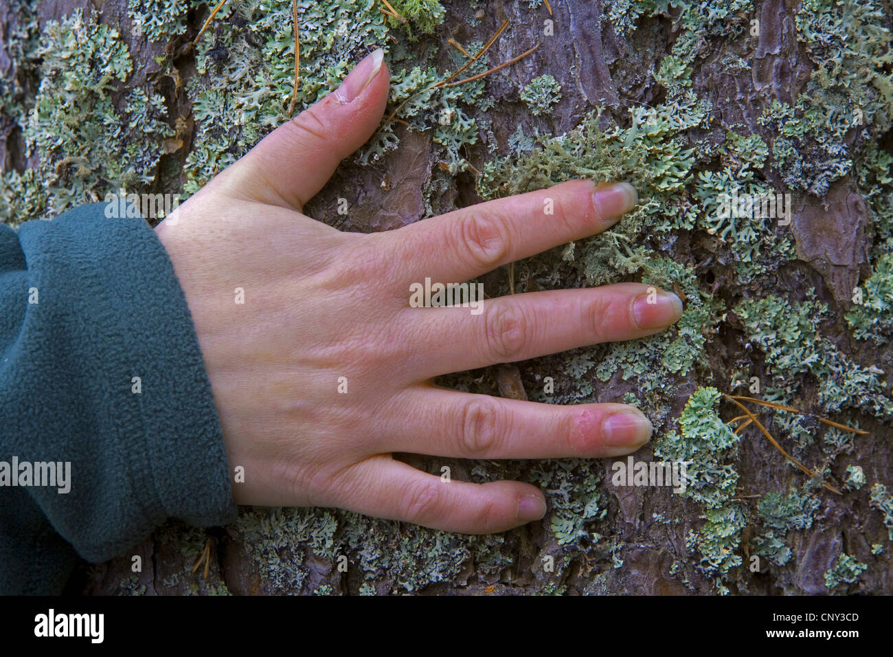 tree hugging in pine forest, United Kingdom, Scotland, Cairngorms ...
