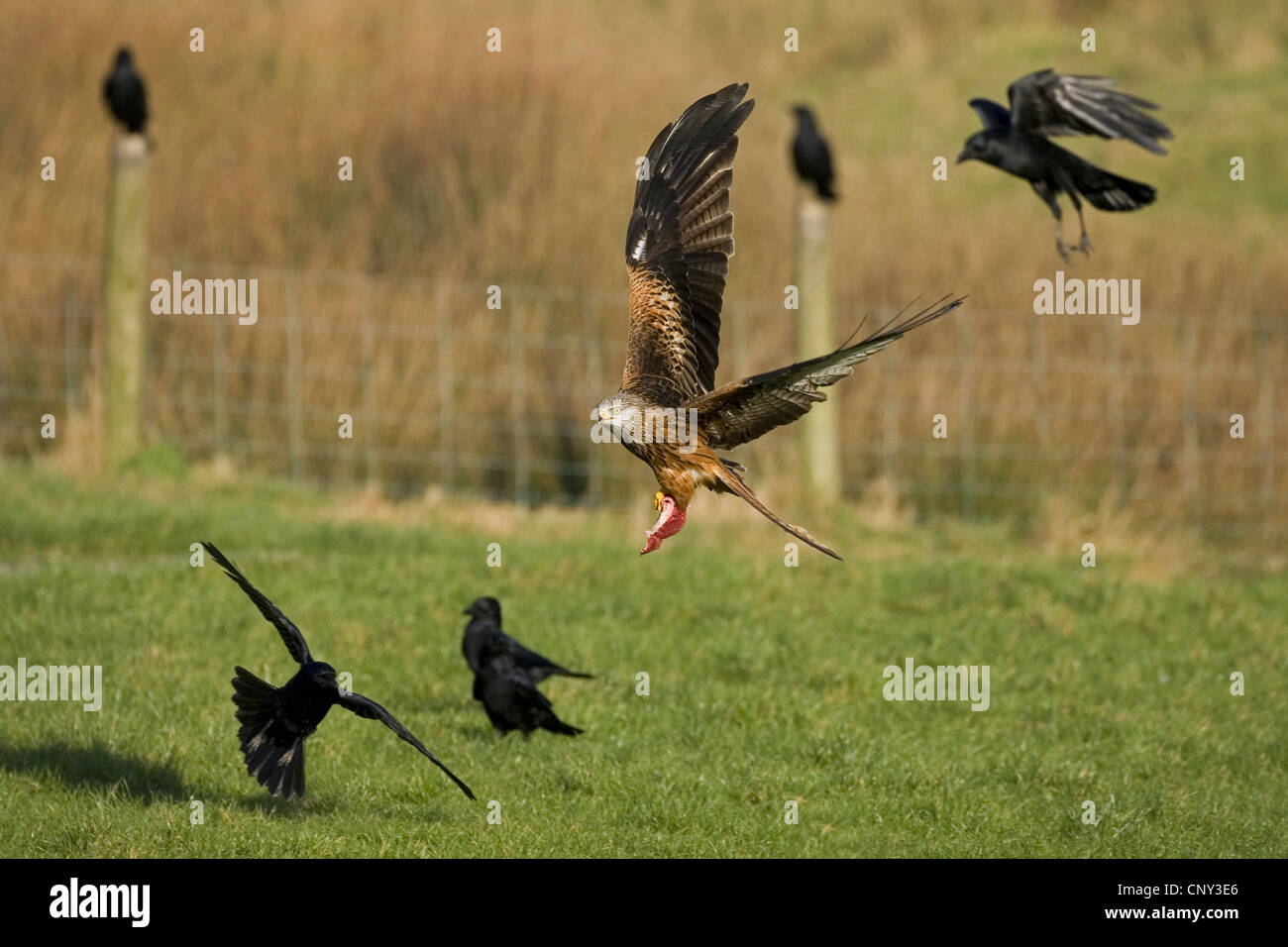 Meat at feeding station with corvids in attendance hi-res stock ...