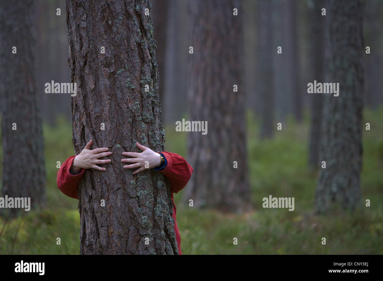 Scotch pine, scots pine (Pinus sylvestris), woman hugging scots pine ...