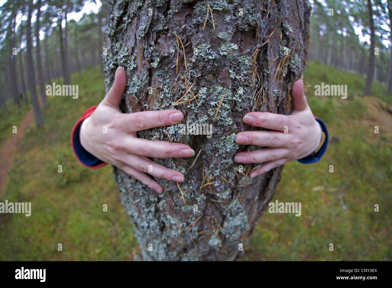 Scotch pine, scots pine (Pinus sylvestris), woman hugging scots pine ...