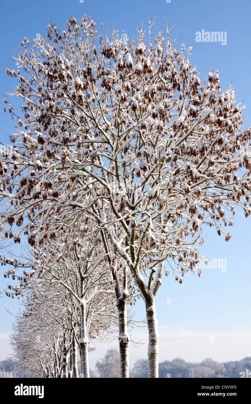 common ash, European ash (Fraxinus excelsior), snowcovered ash, Germany ...