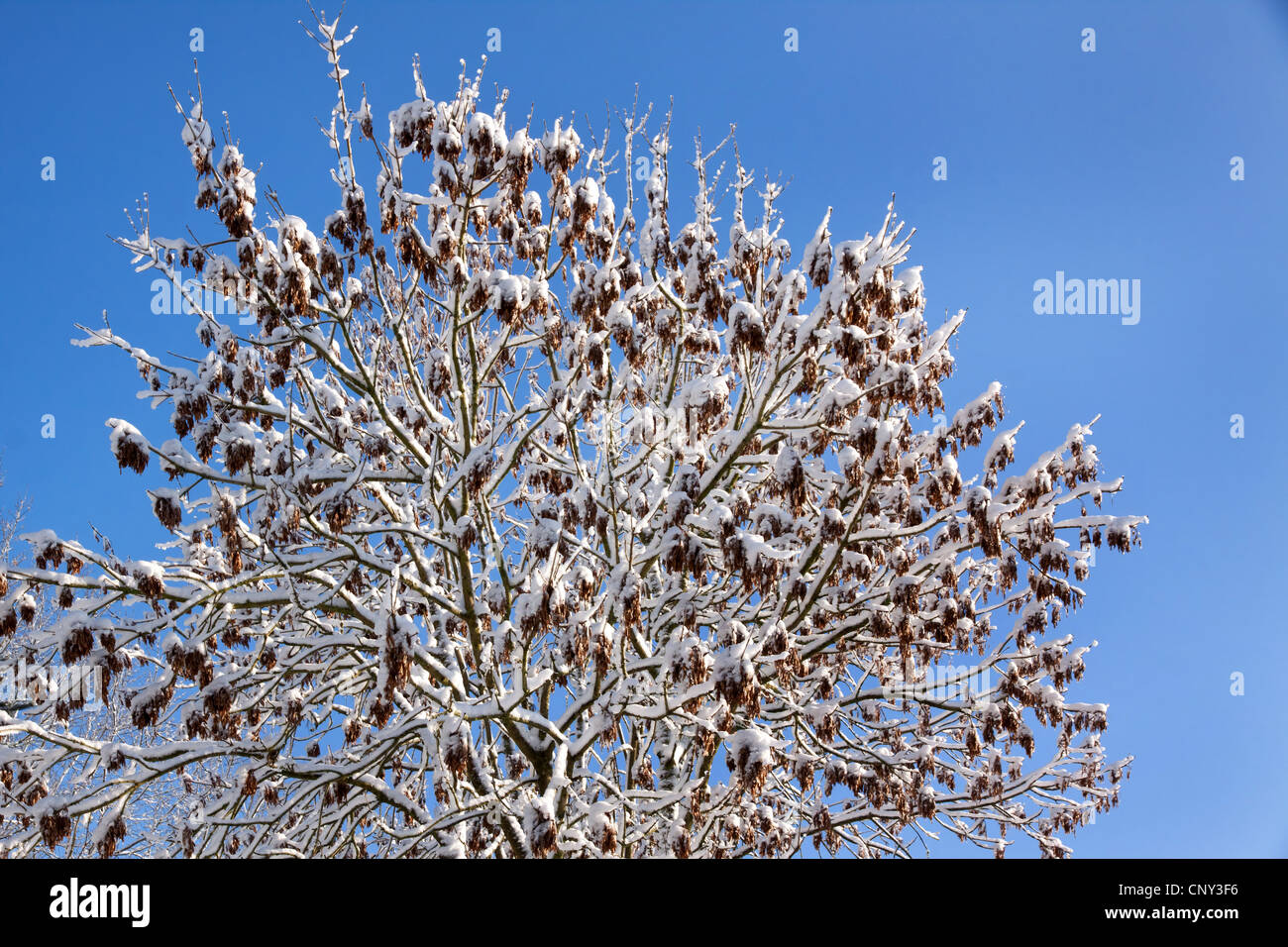 common ash, European ash (Fraxinus excelsior), snowcovered ash, Germany ...
