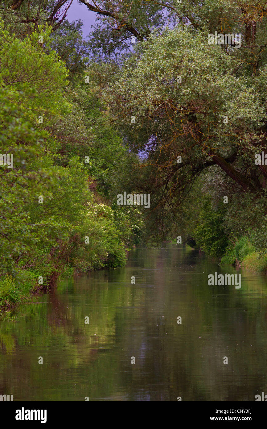 Salix forest hi-res stock photography and images - Alamy