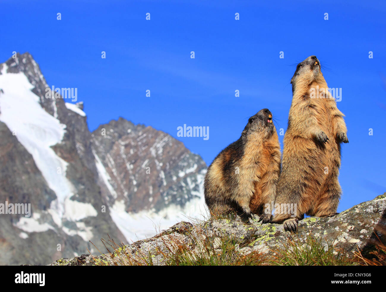 alpine marmot (Marmota marmota), two animals standing together in front ...
