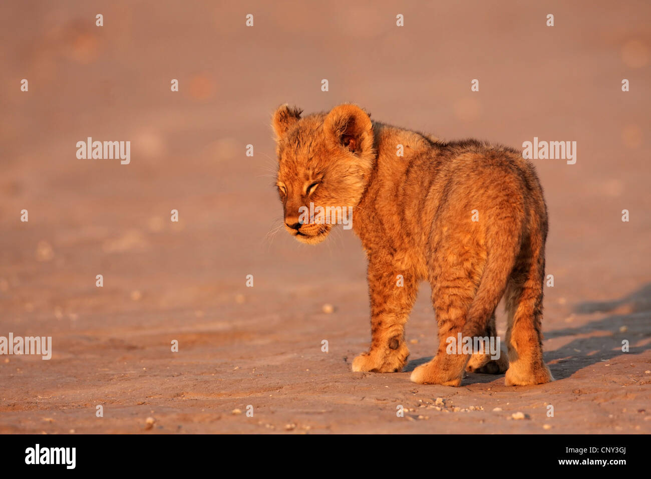Side view lion cub standing hi-res stock photography and images - Alamy