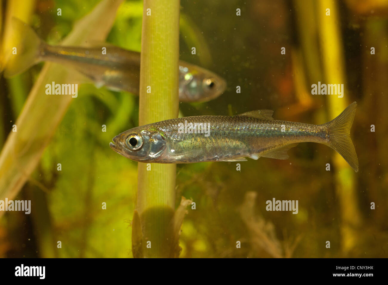 moderlieschen, belica, sunbleak (Leucaspius delineatus), spawner ...