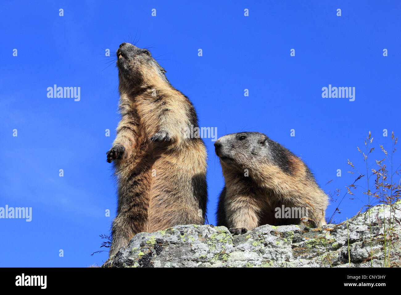 alpine marmot (Marmota marmota), two animals on a rock spur in front of ...