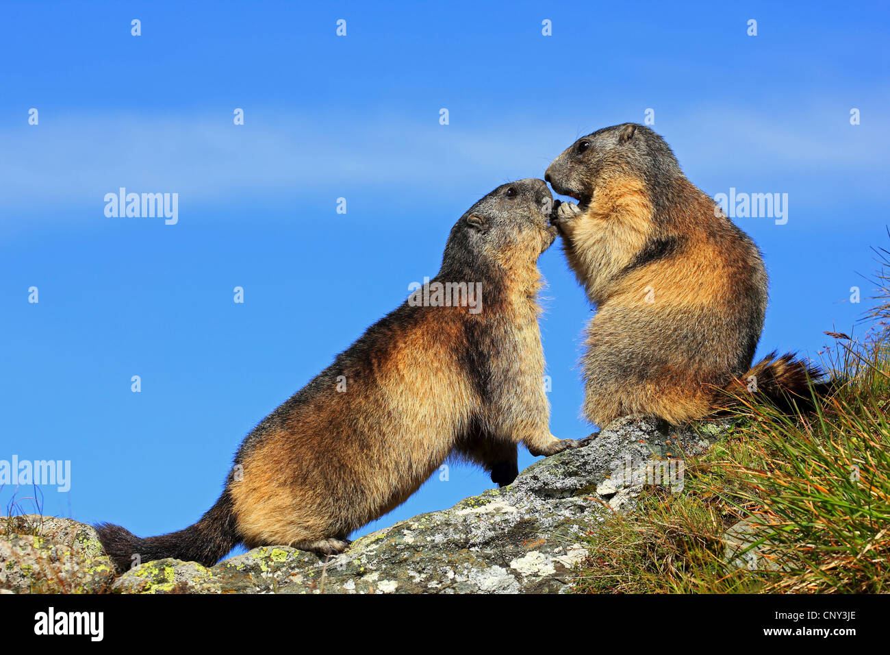 Symbiosis animals hi-res stock photography and images - Alamy