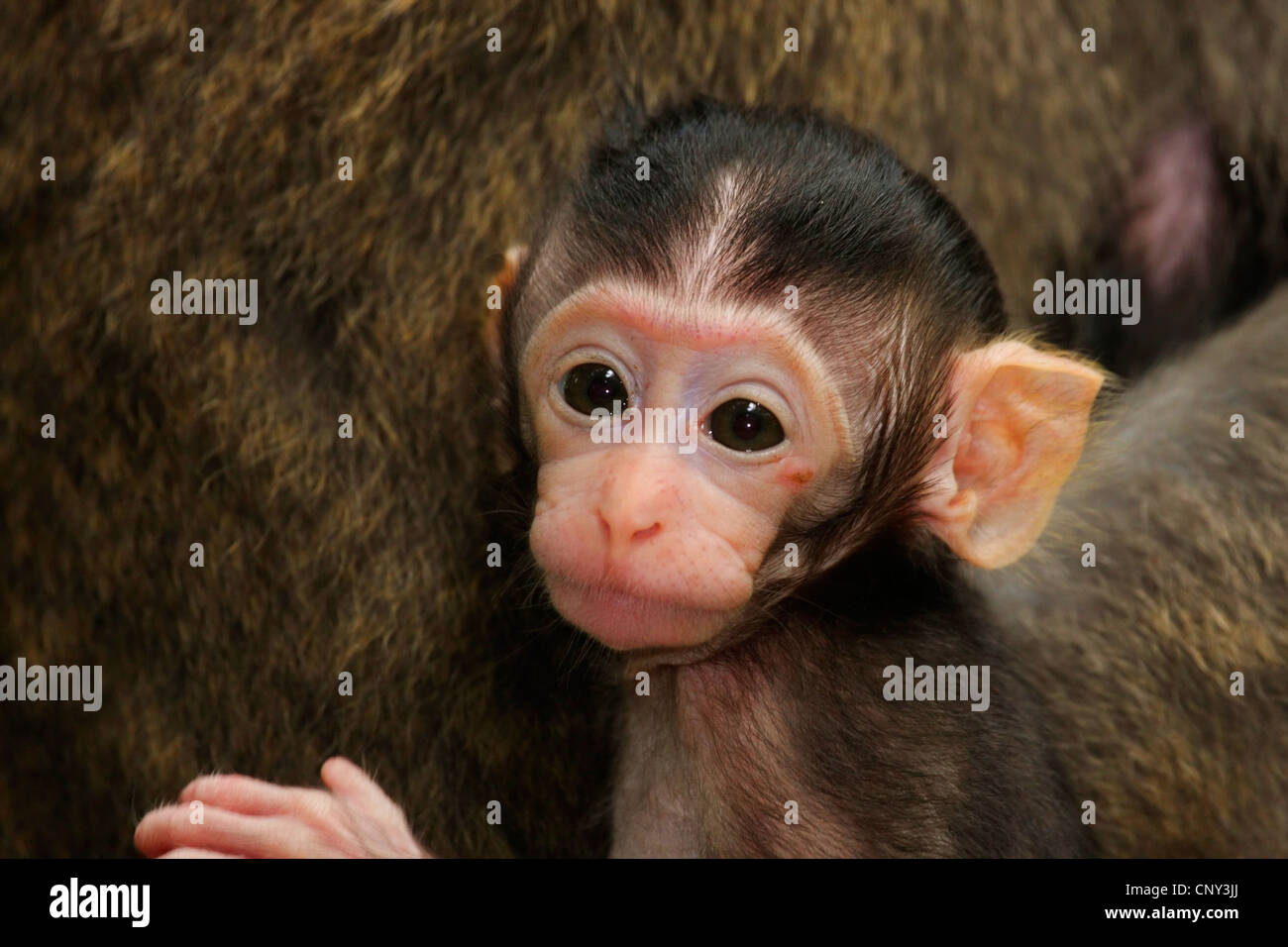Crab-eating Macaque, Java Macaque, Longtailed Macaque (Macaca ...