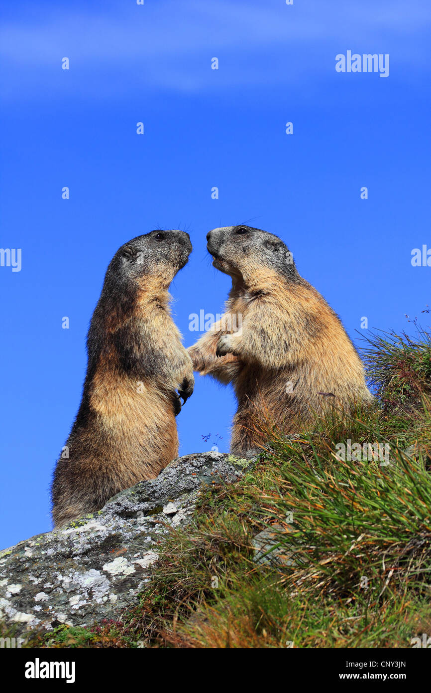 alpine marmot (Marmota marmota), two animals standing errected vis-a-vis on a rock spur, Austria ...