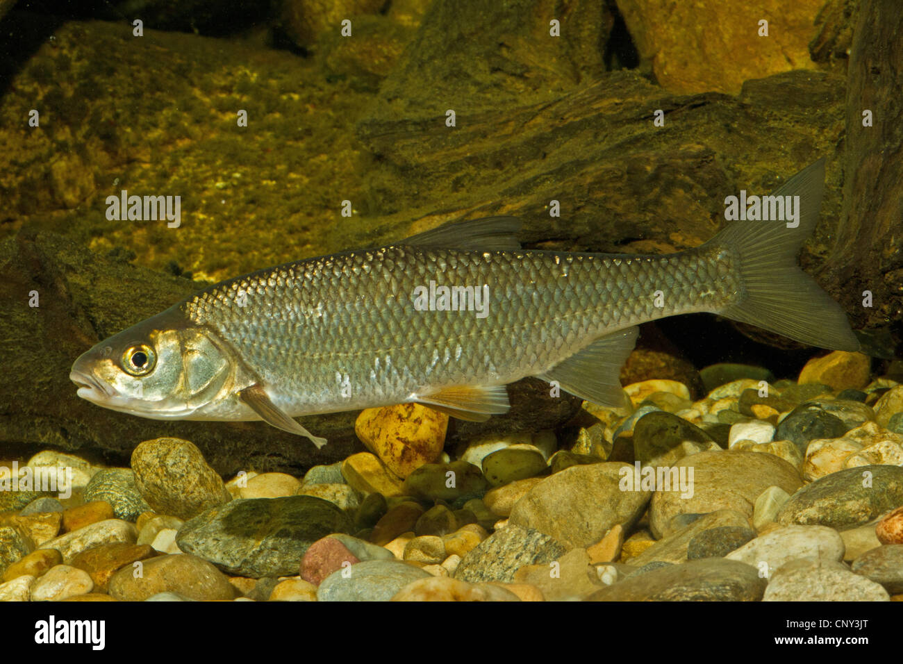 Dace leuciscus leuciscus hi-res stock photography and images - Alamy