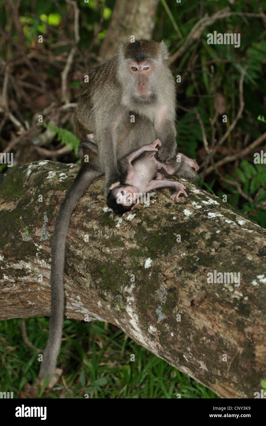Mother and child macaques hi-res stock photography and images - Alamy