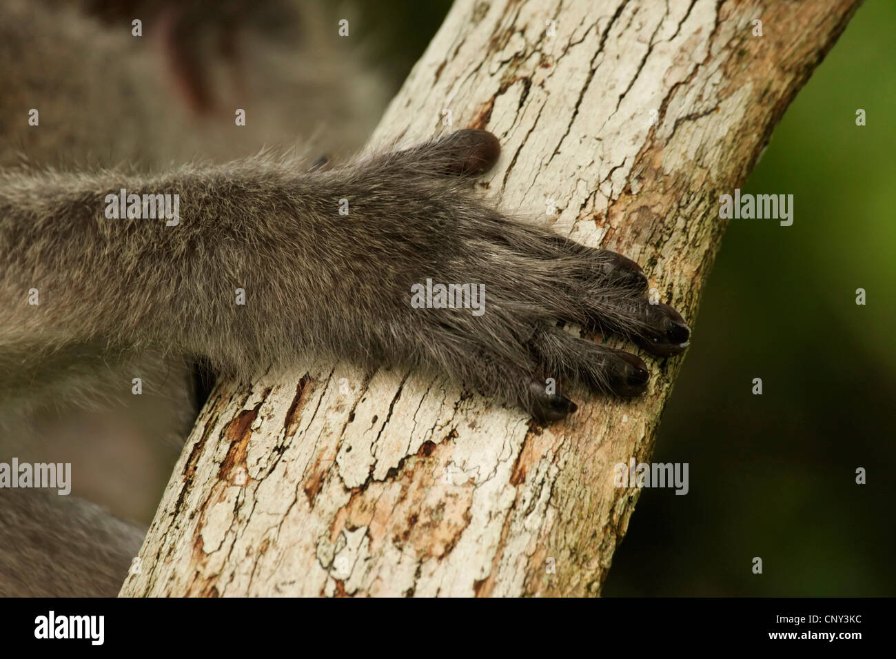 Crab-eating Macaque, Java Macaque, Longtailed Macaque (Macaca ...