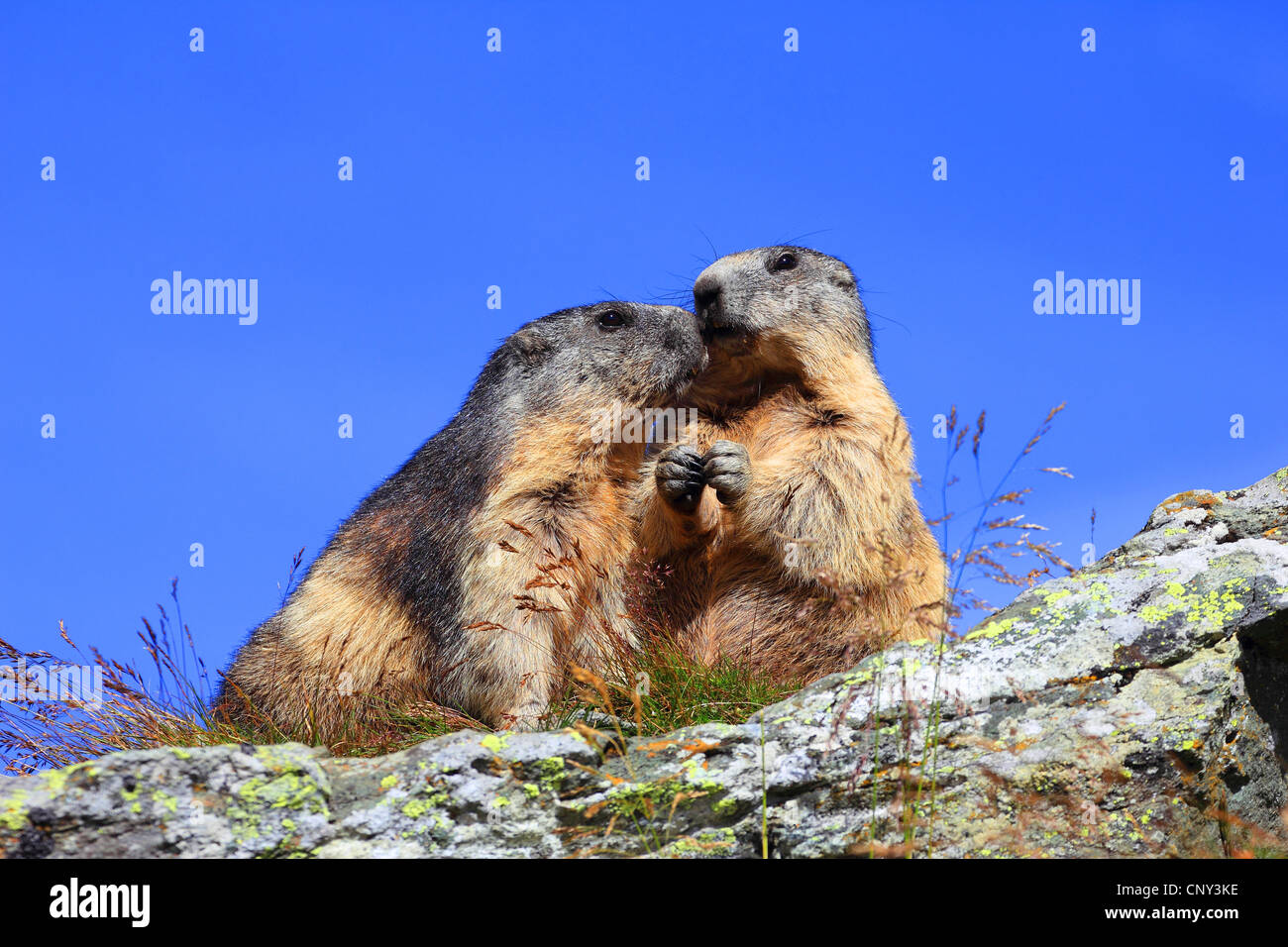 alpine marmot (Marmota marmota), two animals together on a rock spur sniffing at each other ...