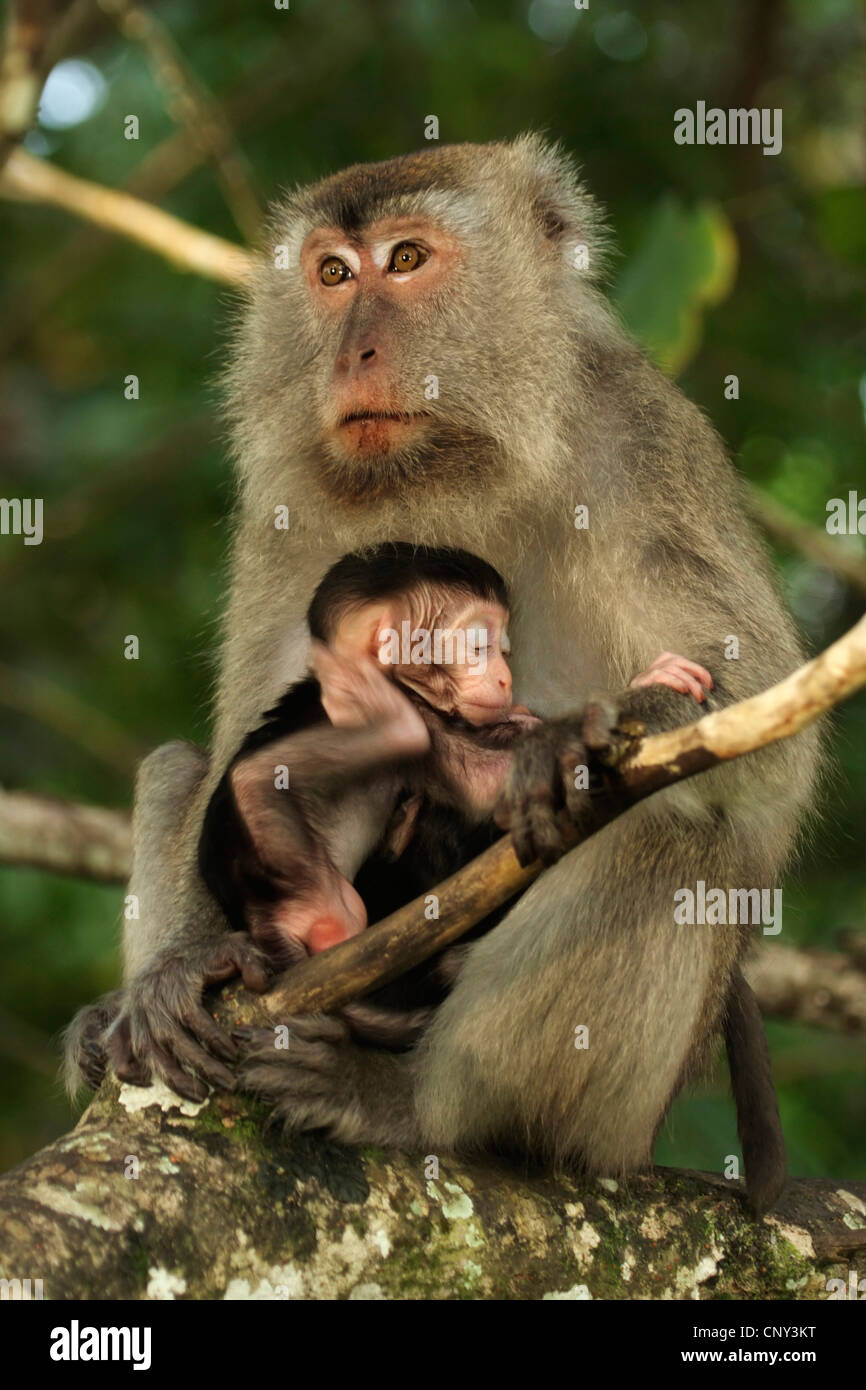Crab-eating Macaque, Java Macaque, Longtailed Macaque (Macaca ...