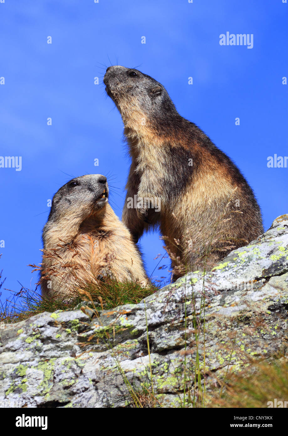 alpine marmot (Marmota marmota), two animals together on a rock spur ...