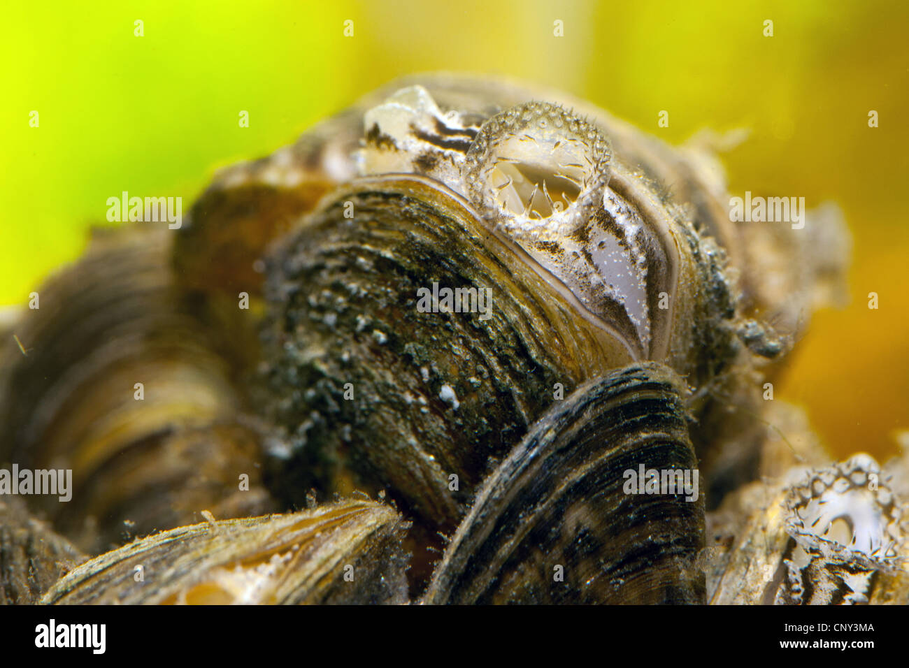 zebra mussel, many-shaped dreissena (Dreissena polymorpha), respiring ...