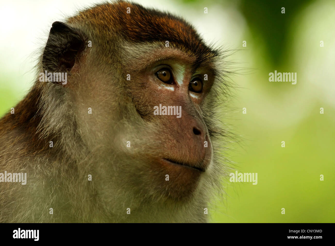 Crab-eating Macaque, Java Macaque, Longtailed Macaque (Macaca ...