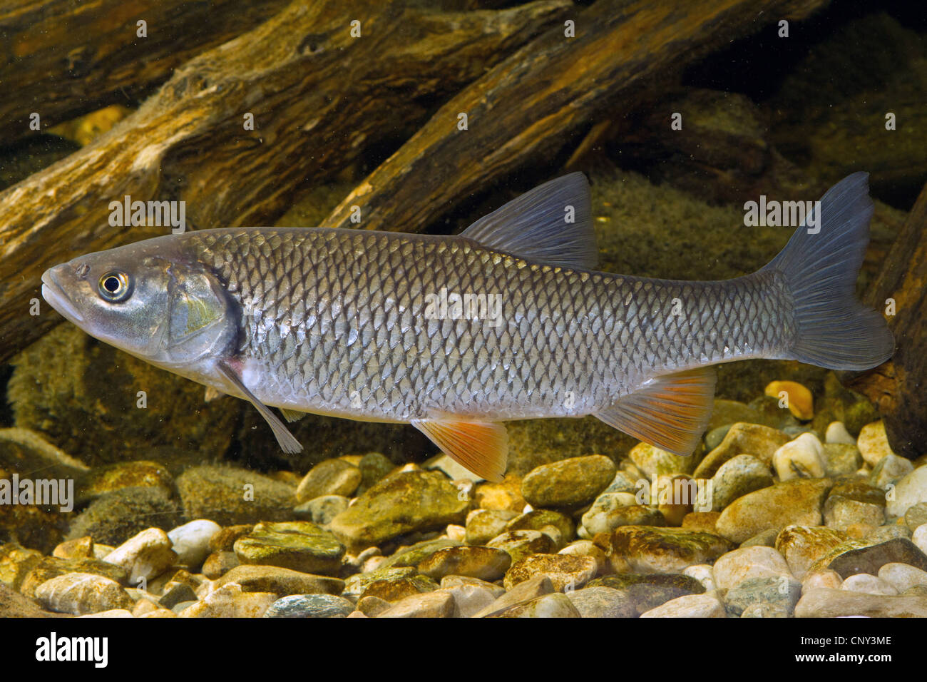 Chub fish hi-res stock photography and images - Alamy