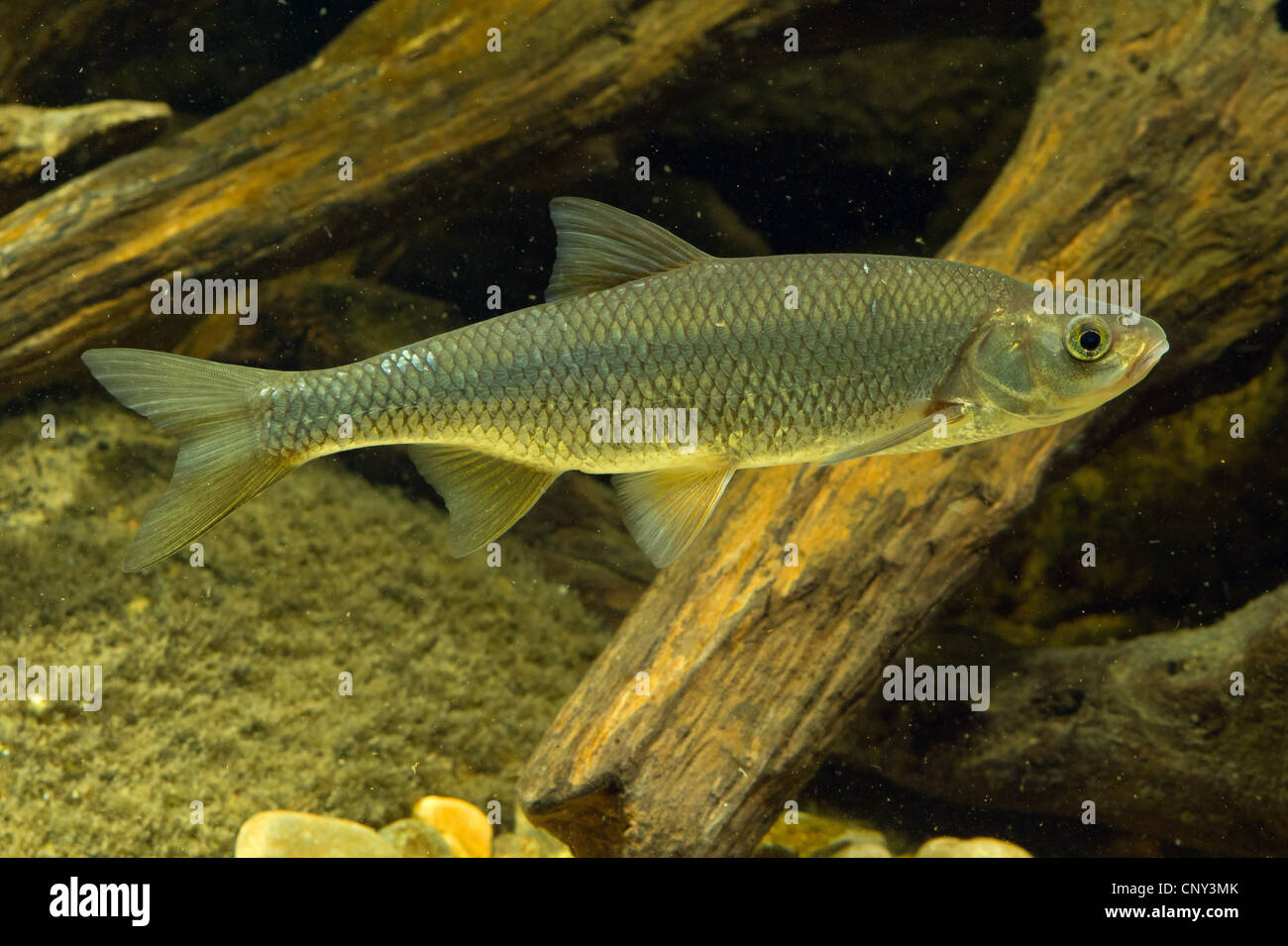 Dace leuciscus leuciscus hi-res stock photography and images - Alamy