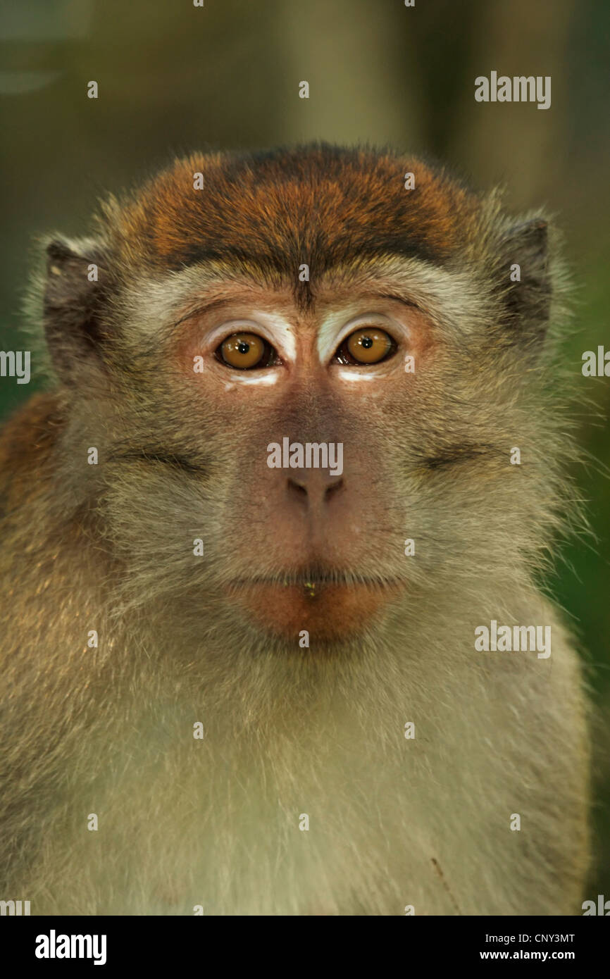 Crab-eating Macaque, Java Macaque, Longtailed Macaque (Macaca ...