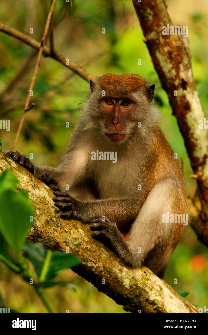 Crab-eating Macaque, Java Macaque, Longtailed Macaque (Macaca ...