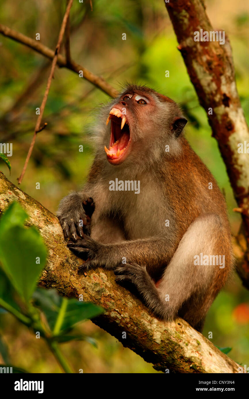 Crab-eating Macaque, Java Macaque, Longtailed Macaque (Macaca ...