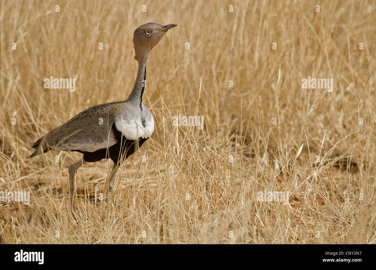 Crested bustard, Red-crested korhaan (Eupodotis ruficrista), in a dry ...