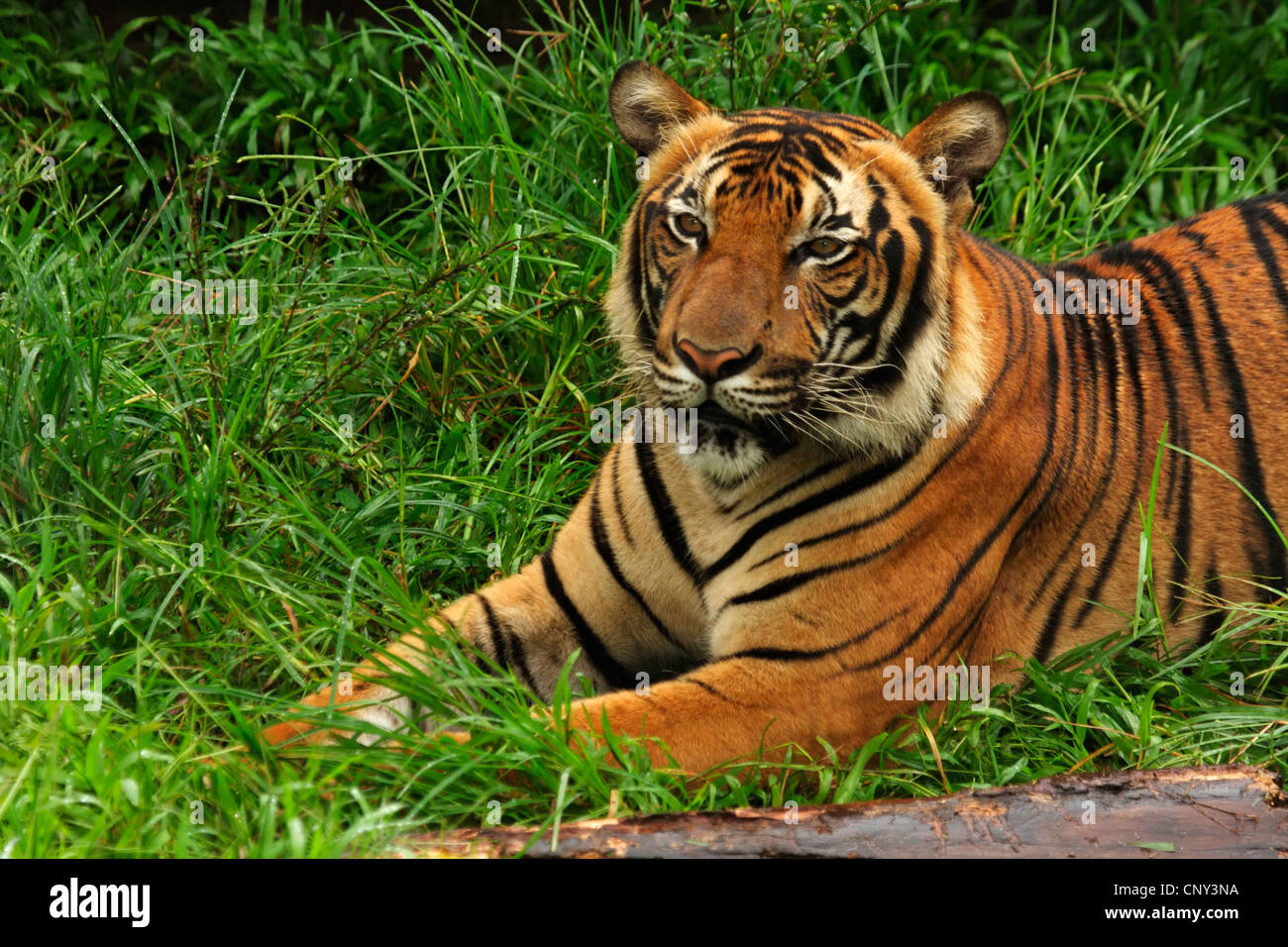 Malayan tiger hi-res stock photography and images - Alamy