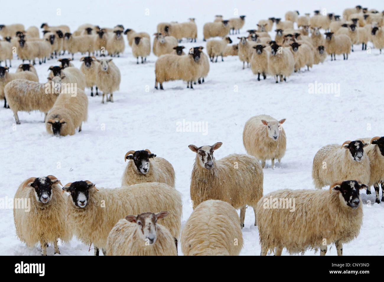 domestic sheep (Ovis ammon f. aries), Flock of domestic sheep in snow ...