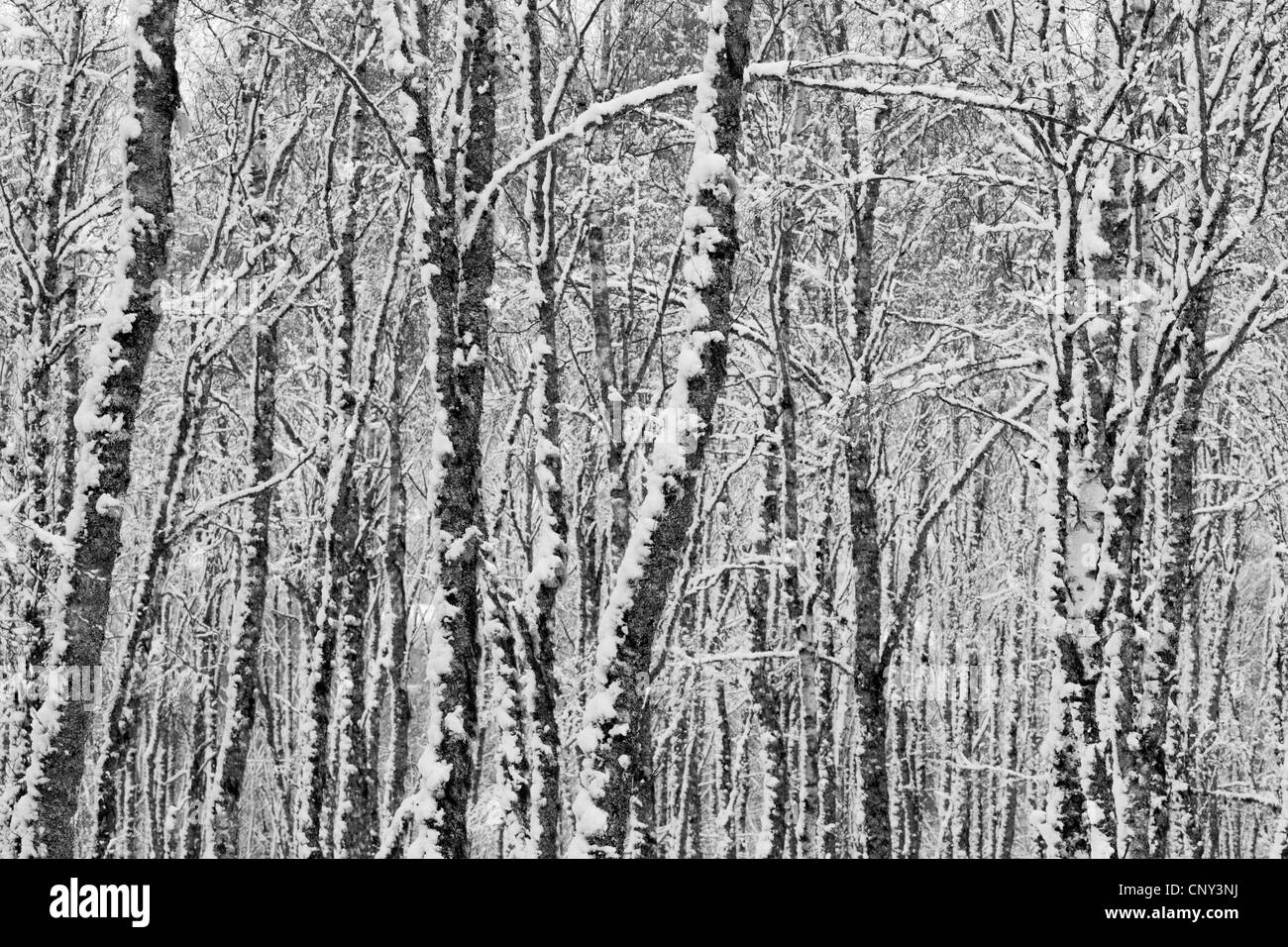 common birch, silver birch, European white birch, white birch (Betula ...