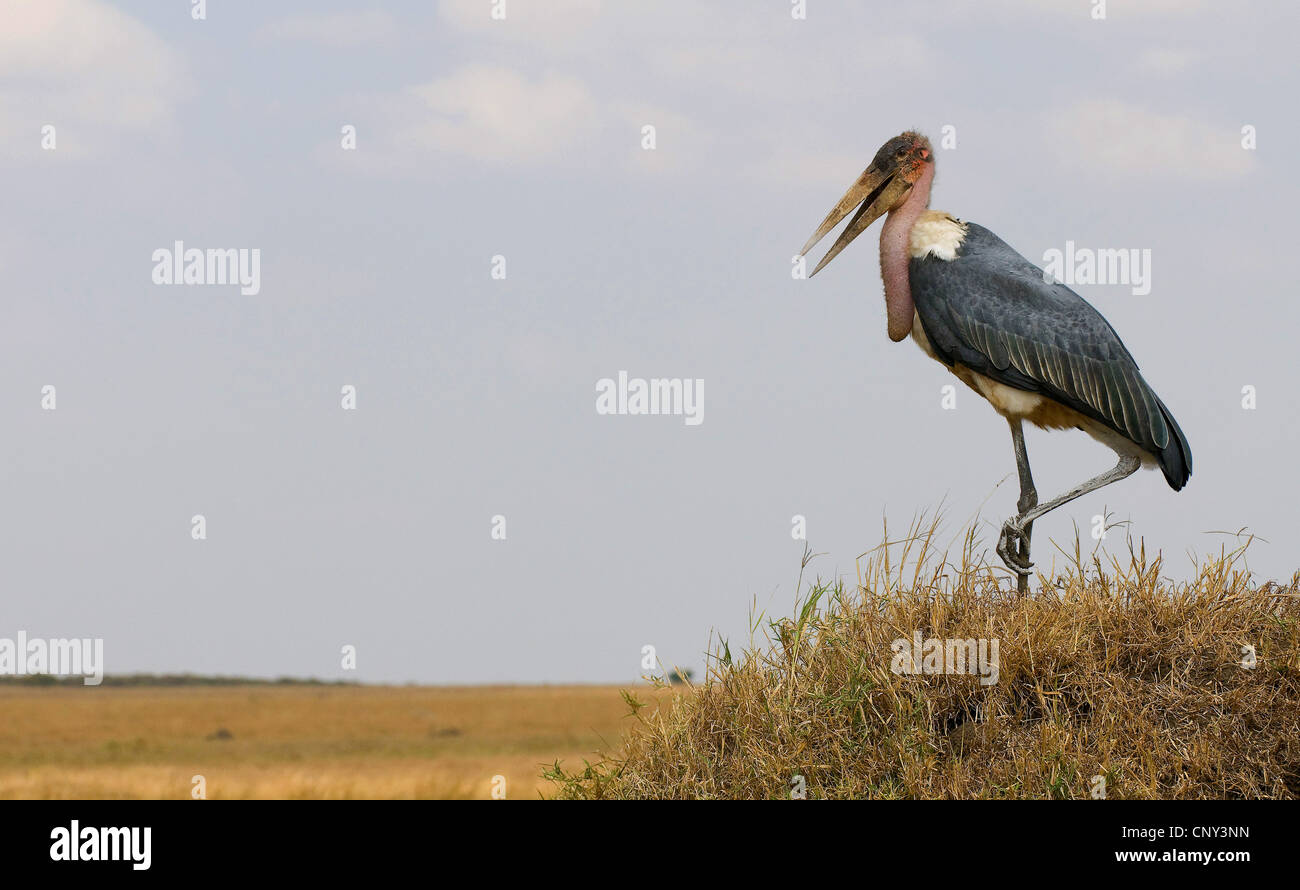 marabou stork (Leptoptilos crumeniferus), standing on a grassy hill with open beak, Kenya, Masai ...