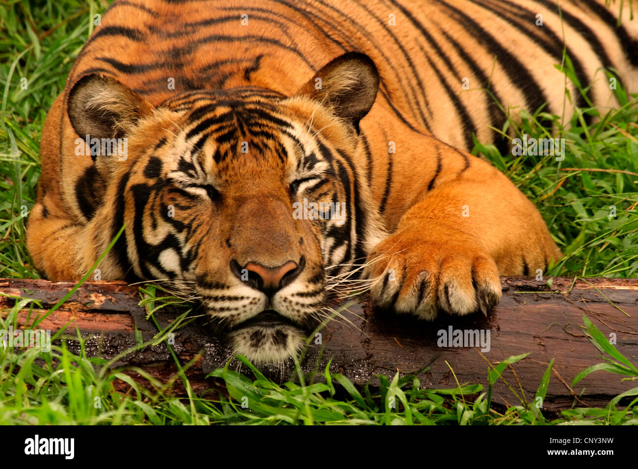 Panthera Tigris Jacksoni