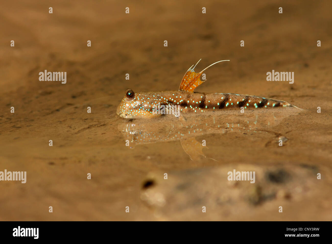 mudskippers, mudhoppers, climbing-fish (Periophthalmus argentilineatus ...