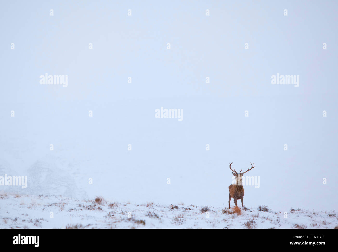 Red deer stag scotland winter hi-res stock photography and images - Alamy
