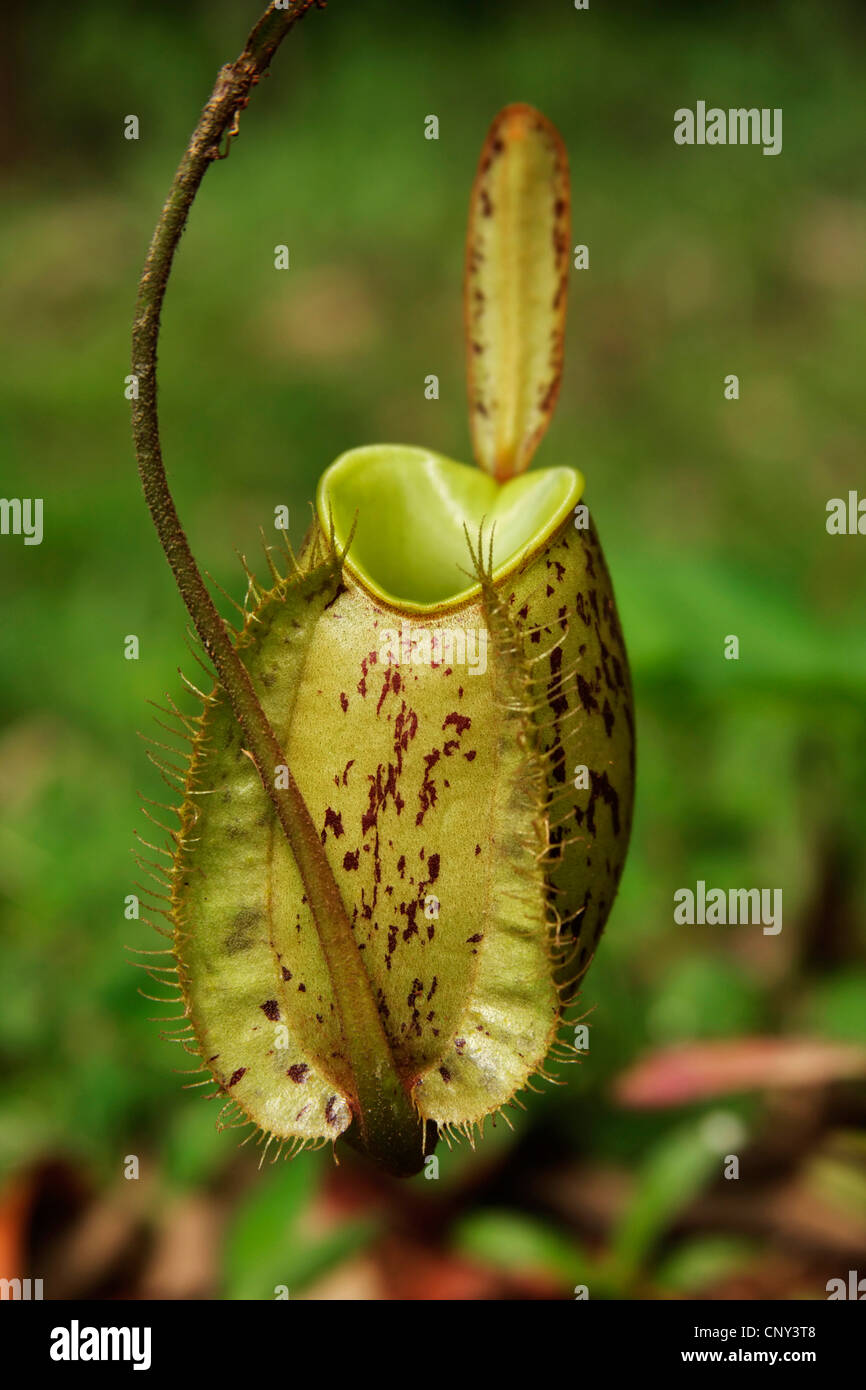 Flask Shaped Pitcher Plant (Nepenthes ampullaria), leaf, Malaysia ...