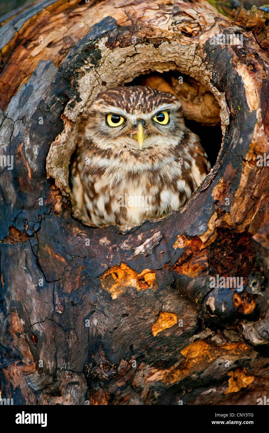 Owl tree hole hi-res stock photography and images - Alamy