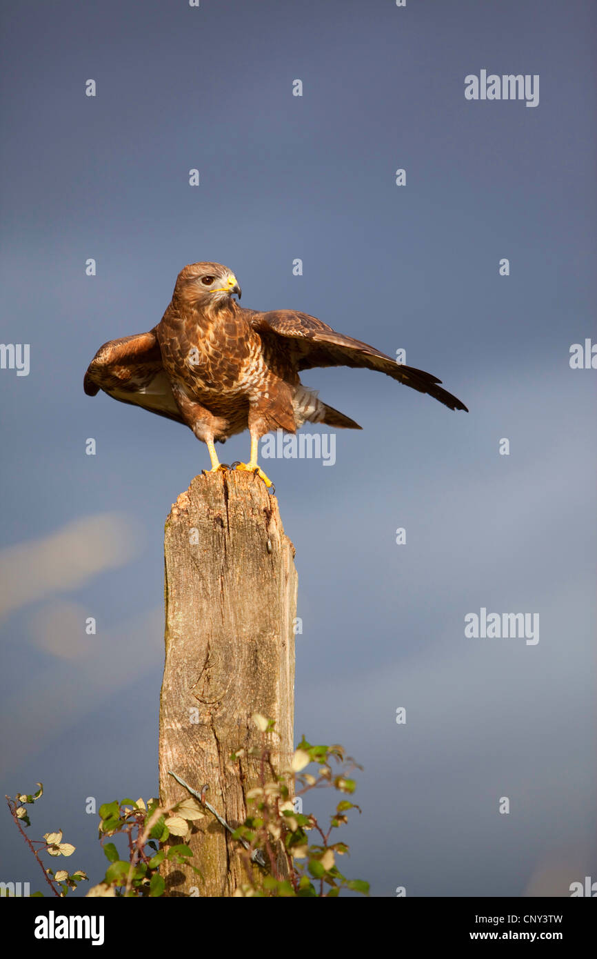Buzzards uk hi-res stock photography and images - Alamy