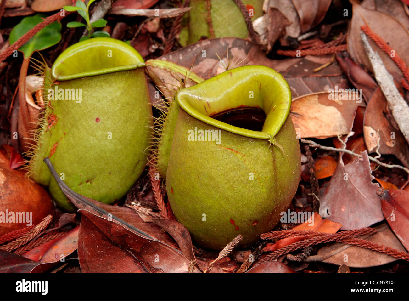 Flask Shaped Pitcher Plant (Nepenthes ampullaria), leaves, Malaysia ...