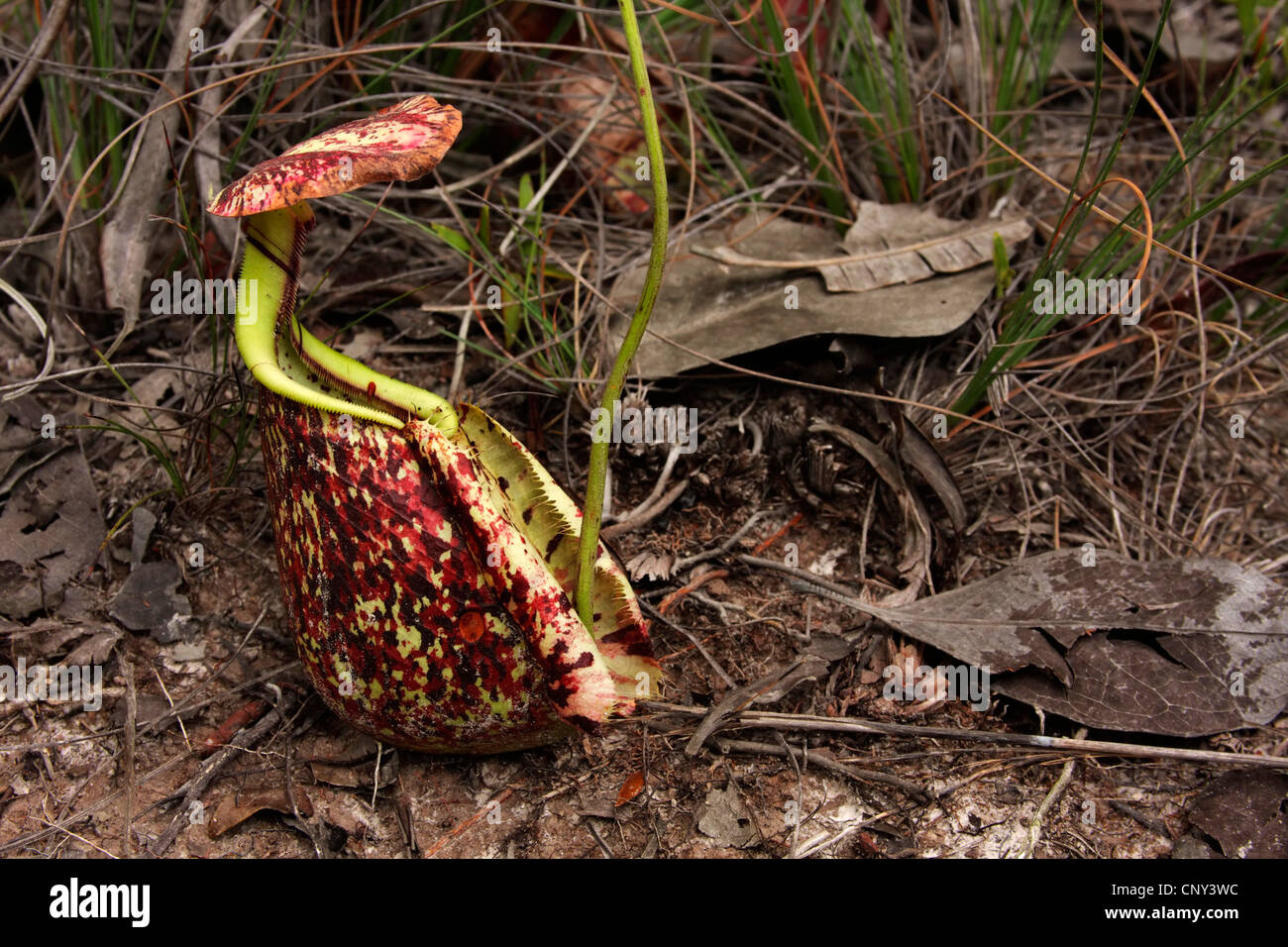 Raffles Pitcher plant (Nepenthes rafflesiana), leaves, Malaysia, Borneo ...