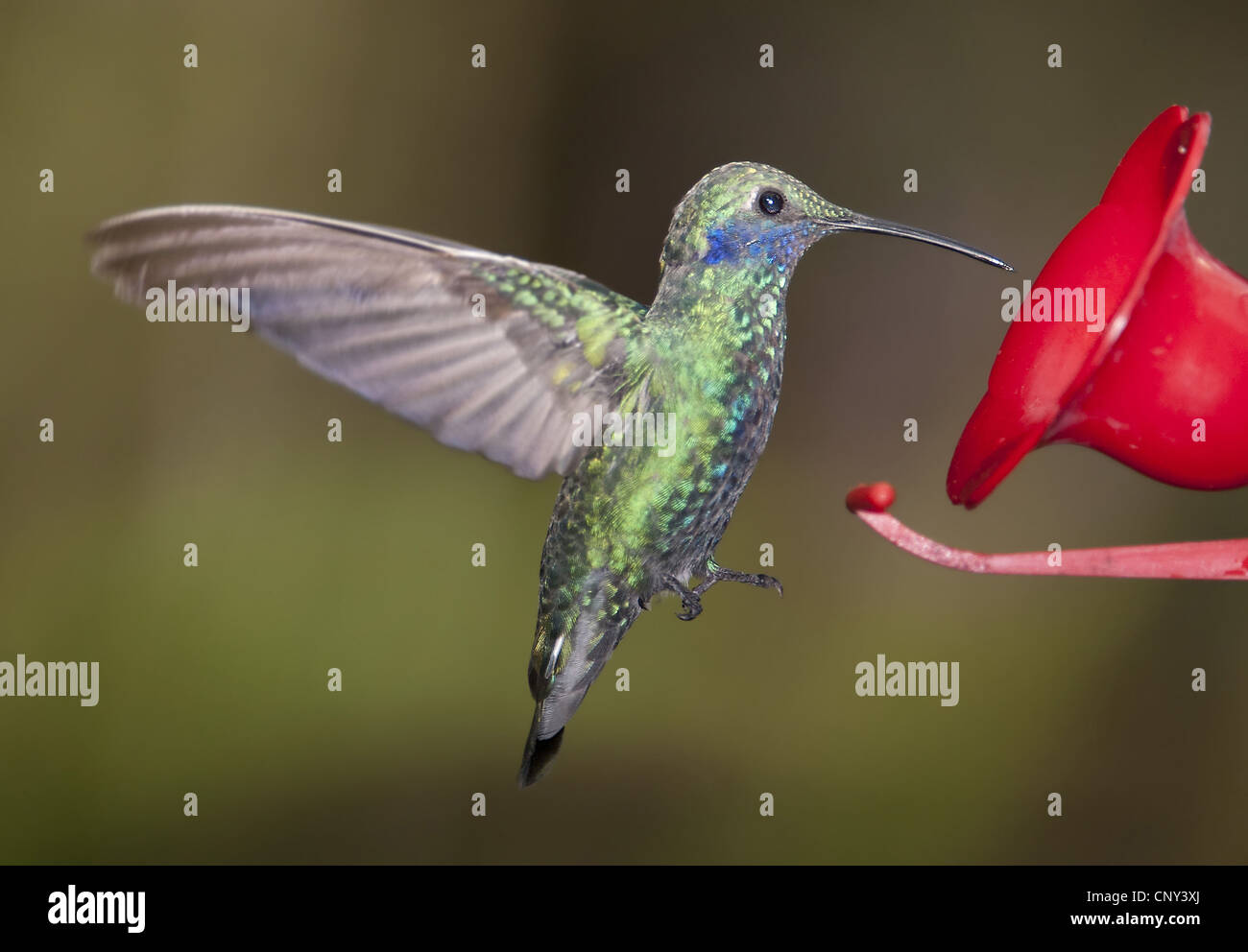 Hummingbird cf colibri thalassinus hi-res stock photography and images ...
