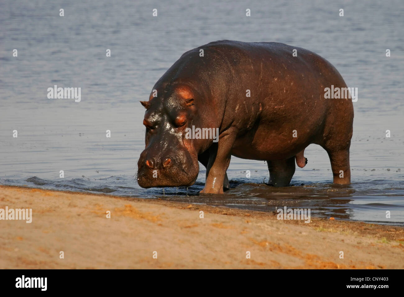 hippopotamus, hippo, Common hippopotamus (Hippopotamus amphibius ...